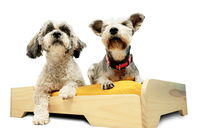 ¡Bienvenido Humano! Este es el mundo Chogus 🐶🐱